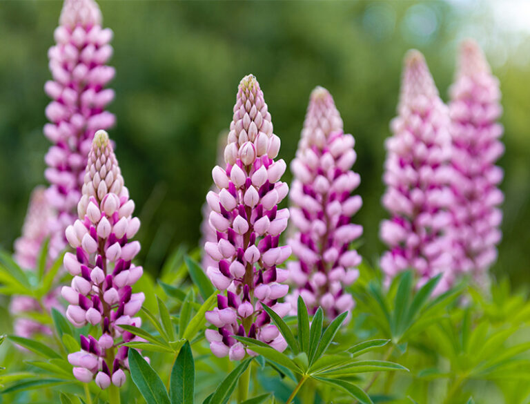 Lupines Guide: How to Grow & Care for “Lupinus”