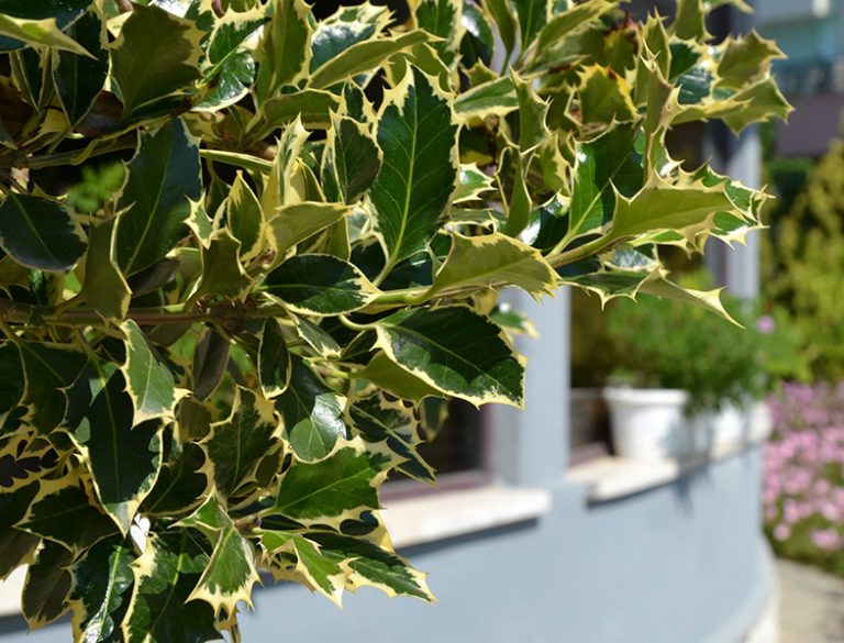 Holly Bush Guide: How to Grow & Care for “Ilex” Shrubs