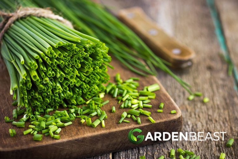 How to Plant & Grow Chives: Complete Guide