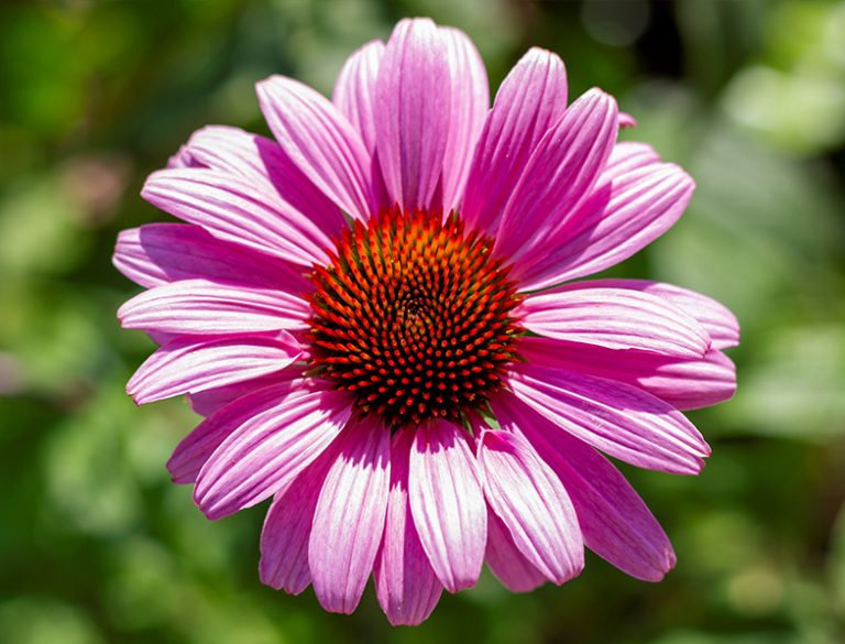Fall Flowers: Here's Our Top 10 Picks to Grow This Year