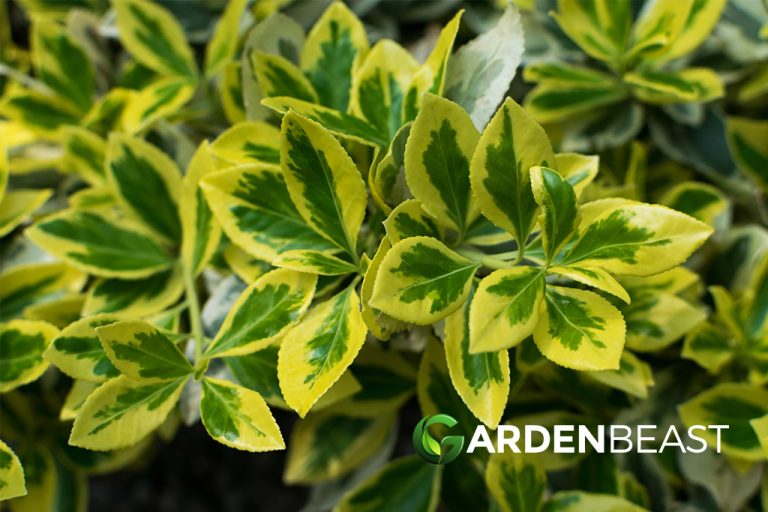 Euonymus Guide: How to Grow & Care for “Spindle” Tree