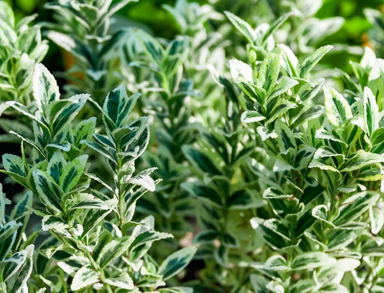 Euonymus Guide: How to Grow & Care for “Spindle” Tree