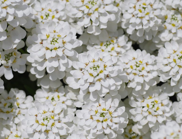 Candytuft Guide: How to Grow & Care for “Iberis Sempervirens”