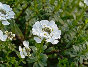 Candytuft Guide: How to Grow & Care for “Iberis Sempervirens”