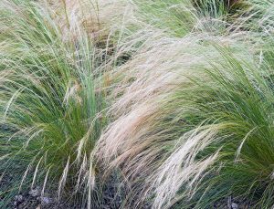 Best Ornamental Grasses to Grow Outdoors! Here's our Top Picks