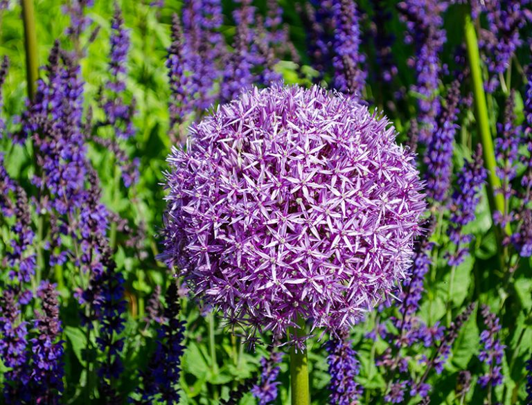 Allium Guide: How to Grow & Care for "Ornamental Onion"
