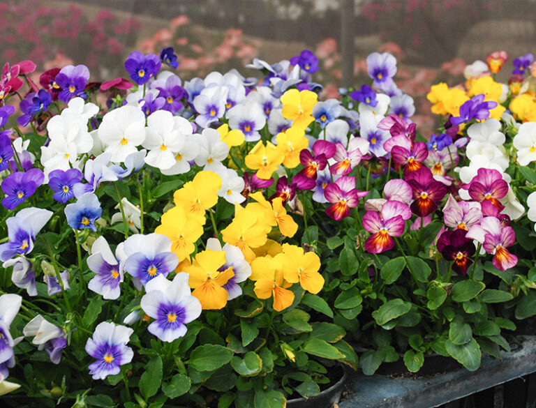 Viola Flower Guide: How to Grow & Care for “Pansies”