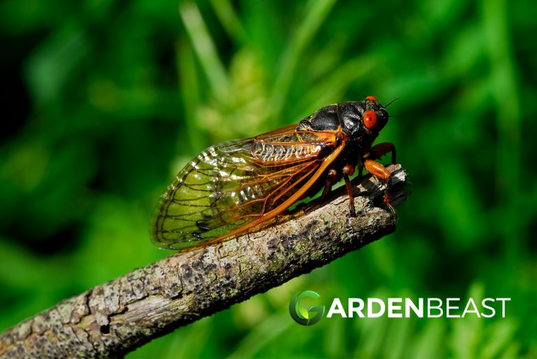 Are Cicadas Bad for Your Garden? Here’s All You Need to Know