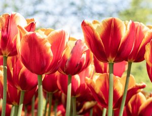 Tulips Guide: How to Grow & Care for these Spring-Blooming Flowers