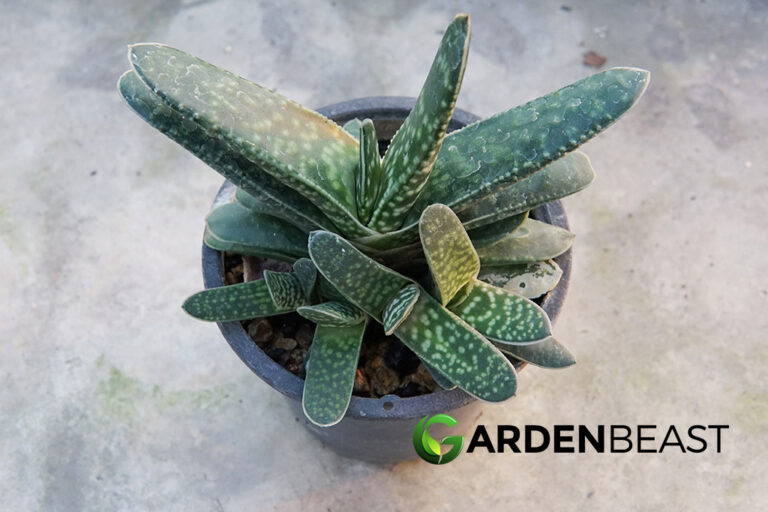 Gasteria Guide: How to Grow & Care for “Ox Tongue” Succulents