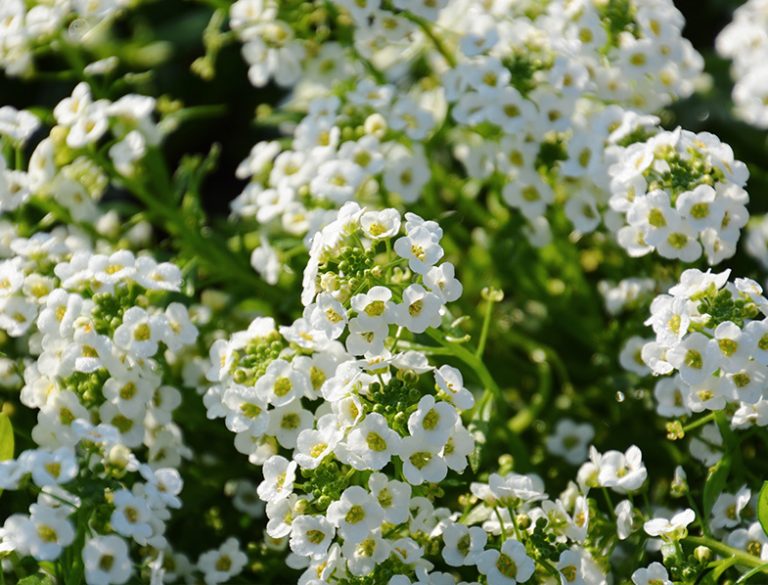 Sweet Alyssum Guide: How To Grow & Care for “Lobularia Maritima”