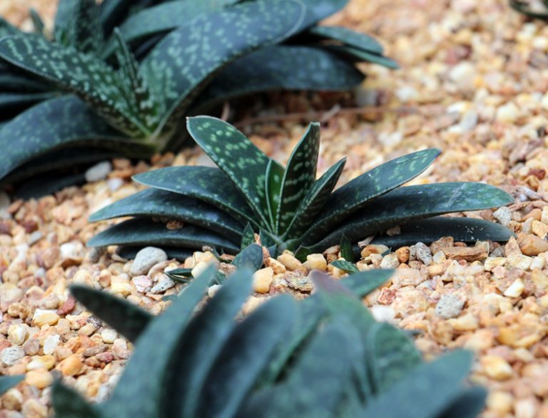 Gasteria Guide: How to Grow & Care for “Ox Tongue” Succulents