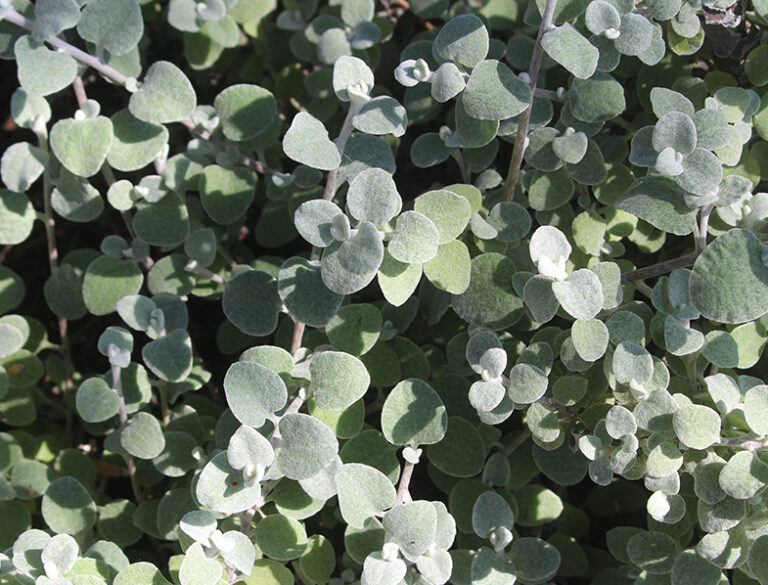 Licorice Plant Guide: How to Grow & Care for “Helichrysum Petiolare”
