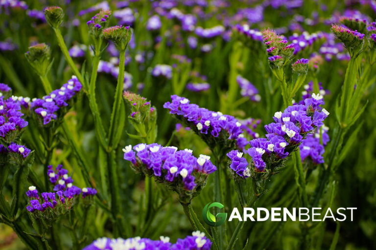 Limonium Guide How to Grow & Care for "Sea Lavender"