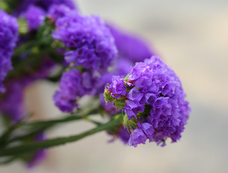 Limonium Guide How to Grow & Care for "Sea Lavender"