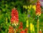 Red Hot Poker Plant Guide: How to Grow & Care for “Kniphofia”