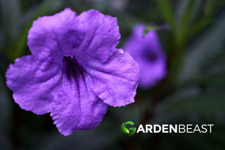 Wild Petunia Guide: How to Grow & Care for "Ruellia Humilis"