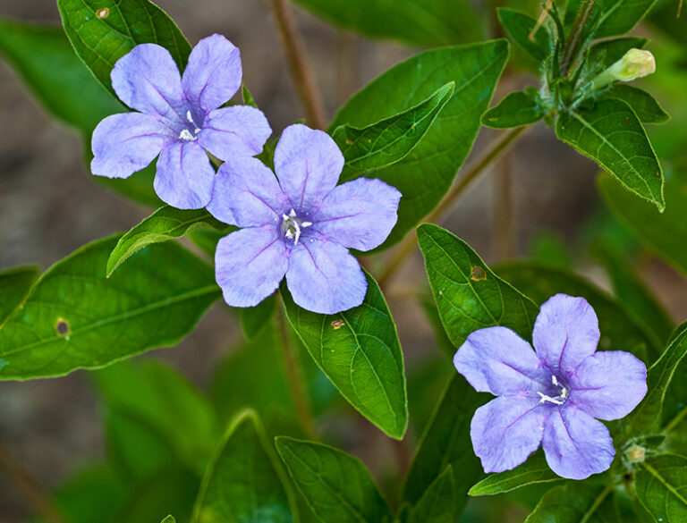 Wild Petunia Guide: How to Grow & Care for "Ruellia Humilis"