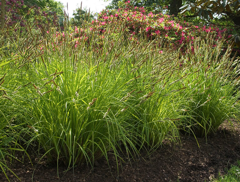 Carex Aurea Guide: How to Grow & Care for “Bowles' Golden Sedge”