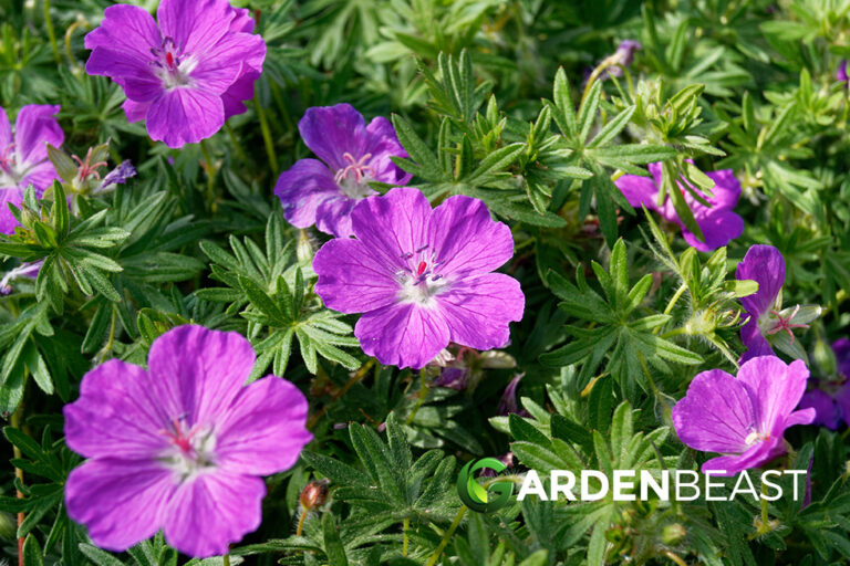 Geranium Sanguineum Guide: How to Grow & Care for “Bloody Cranesbill”