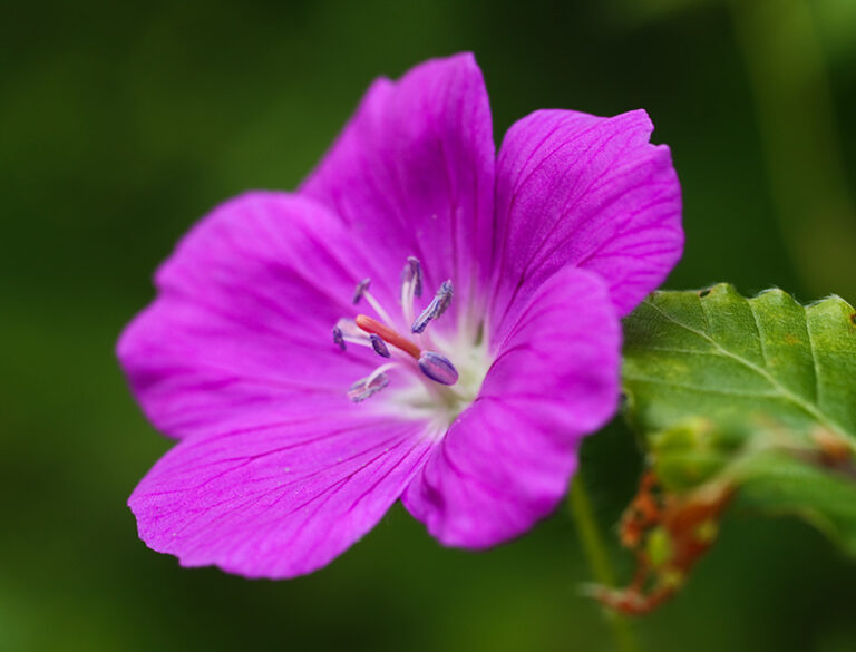 Geranium Sanguineum Guide: How to Grow & Care for “Bloody Cranesbill”