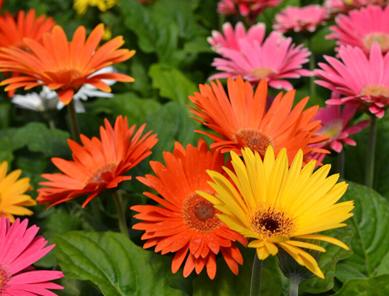Gerbera Guide: How to Grow & Care for “Gerbera Daisy”