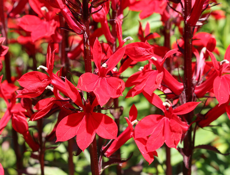 Cardinal Flower Guide: How to Grow & Care for “Lobelia Cardinalis”