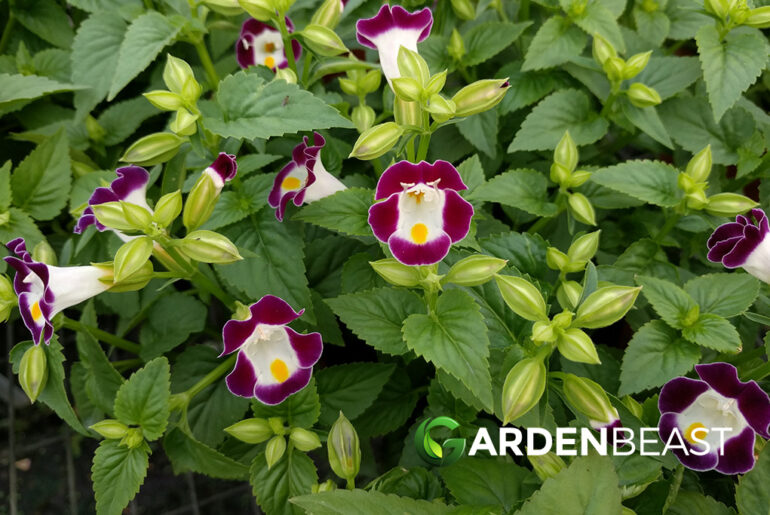 Torenia Guide: How to Grow & Care for “Wishbone Flower”