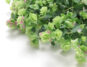 Ornamental Oregano Guide: How to Care for “Origanum Kent Beauty”