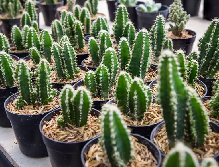 Fairy Castle Cactus Guide: How to Care for "Acanthocereus Tetragonus"