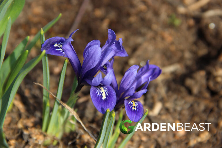 Dwarf Iris Guide: How to Grow & Care for “Iris Reticulata”