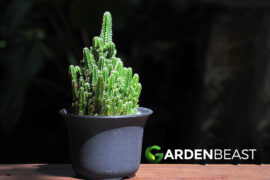 Fairy Castle Cactus Guide: How to Care for "Acanthocereus Tetragonus"
