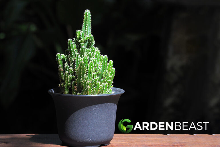 Fairy Castle Cactus Guide: How to Care for "Acanthocereus Tetragonus"