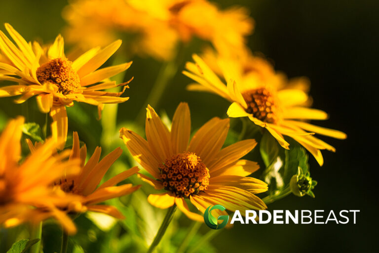 False Sunflower Guide: How to Care for "Heliopsis Helianthoides"