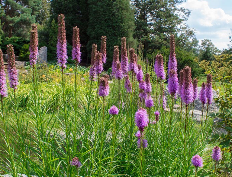 Liatris Spicata Guide: How to Grow & Care for "Blazing Star"