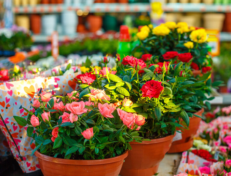 Miniature Roses Guide: How to Grow & Care for "Mini Roses"