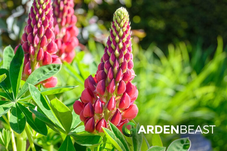 Lupines Guide: How to Grow & Care for “Lupinus”
