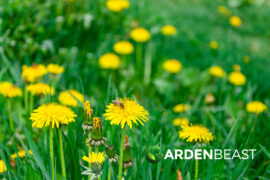 Dandelion Guide: How to Grow & Care for "Taraxacum Officinale"
