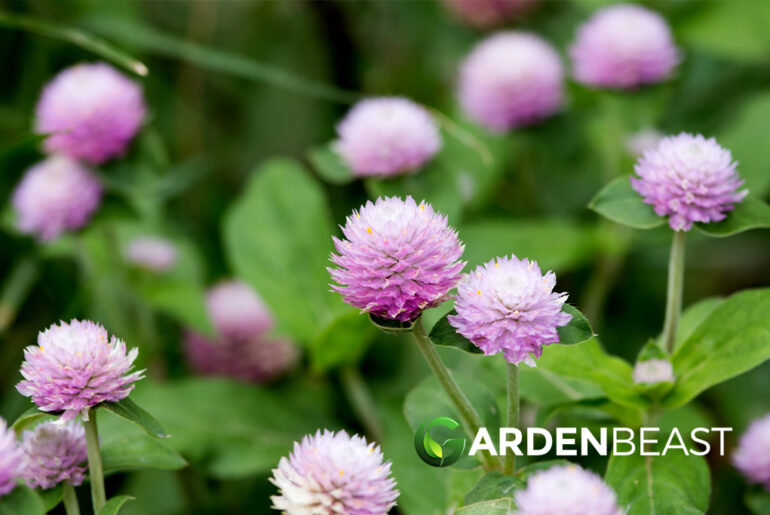 Globe Amaranth Guide: How to Grow & Care for ”Gomphrena Globosa”