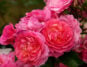 8 Amazing Types of Climbing Roses for Your Garden