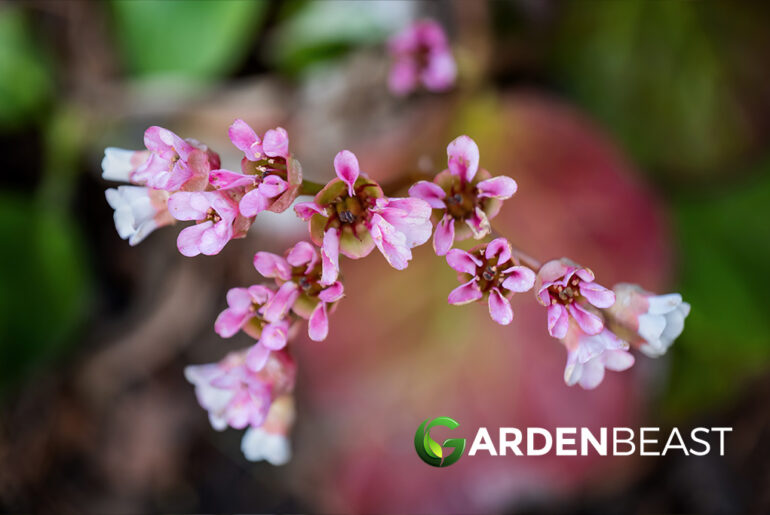 Bergenia Crassifolia Guide: How to Grow & Care for “Winter-Blooming ...