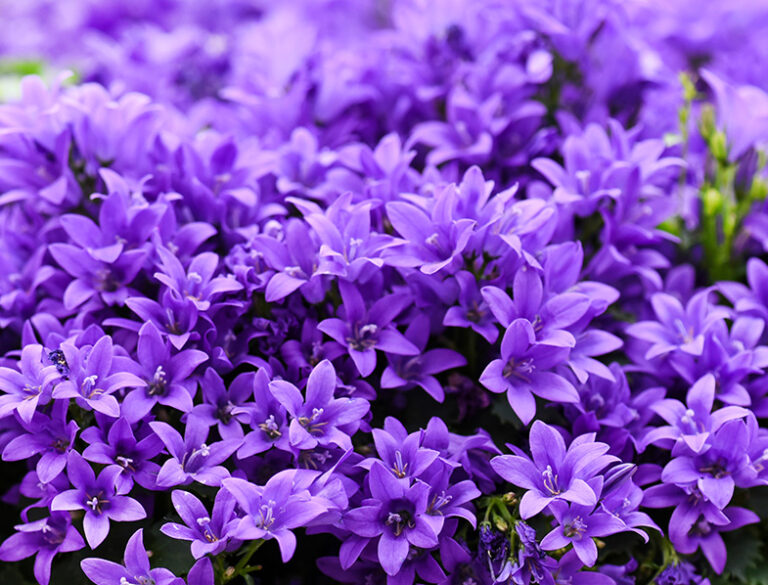 Campanula Guide: How to Grow & Care for "Bellflower"