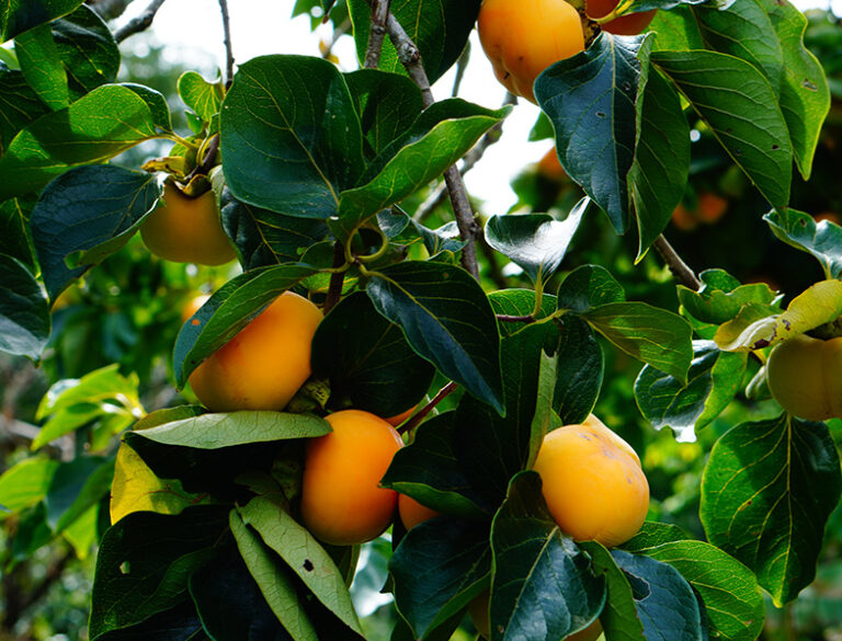 Persimmon Trees Guide: How to Grow and Care for "Diospyros virginiana"