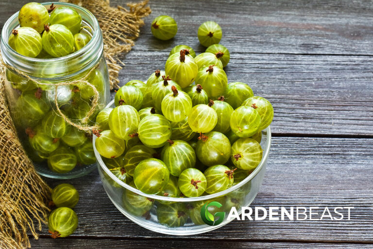 How to Plant & Grow Gooseberries: Complete Guide
