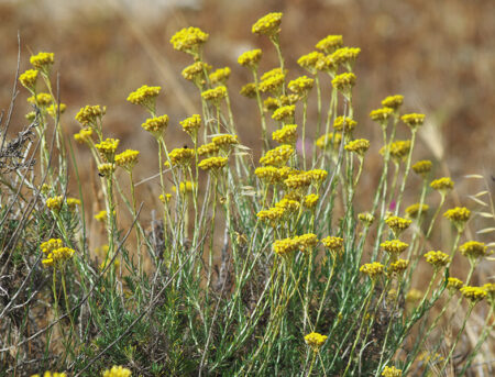 Curry Plant Guide: How to Grow & Care for “Helichrysum Italicum”