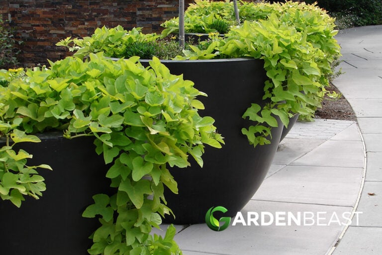 Best Trailing Plants to Grow In Containers: Here's Our Top Picks