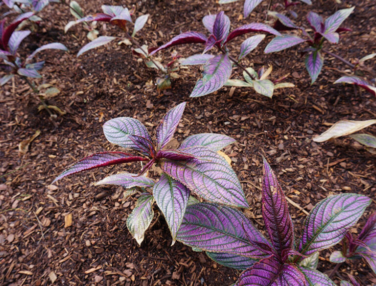 Persian Shield Guide: How to Grow & Care for "Strobilanthes Dyerianus"