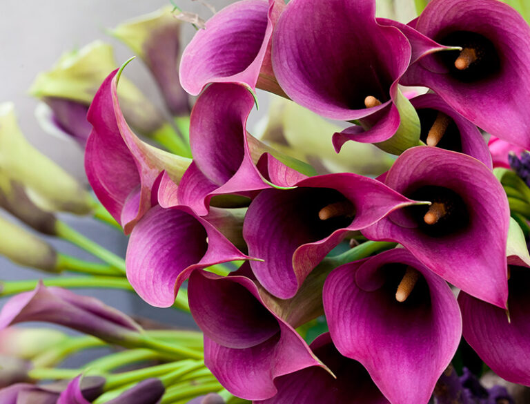Zantedeschia Aethiopica Guide: How to Grow & Care for "Calla Lily"