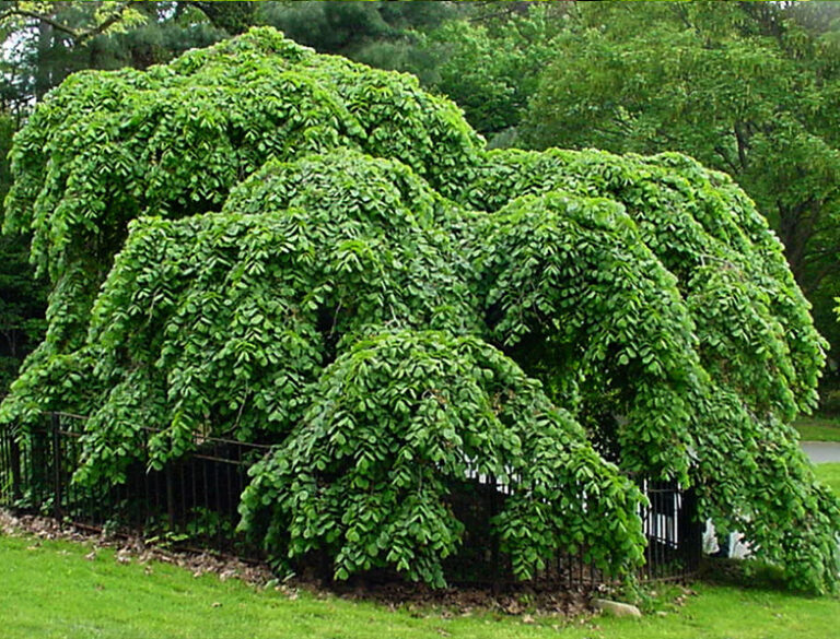 20 Best Types of Weeping Tree Choices for Your Garden