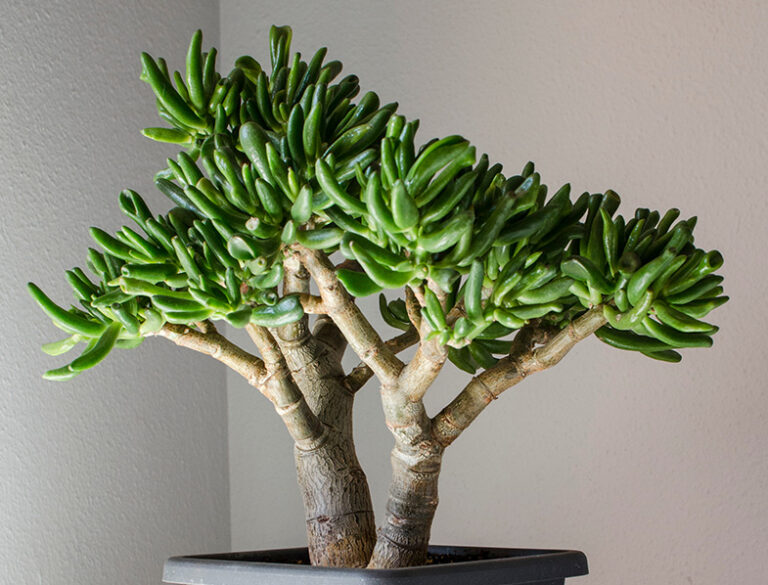 Gollum Jade Guide How To Grow Care For Gollum Jade Plants